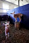 Meet the newborns: New piglets, calves and lambs debut as Hancock ...